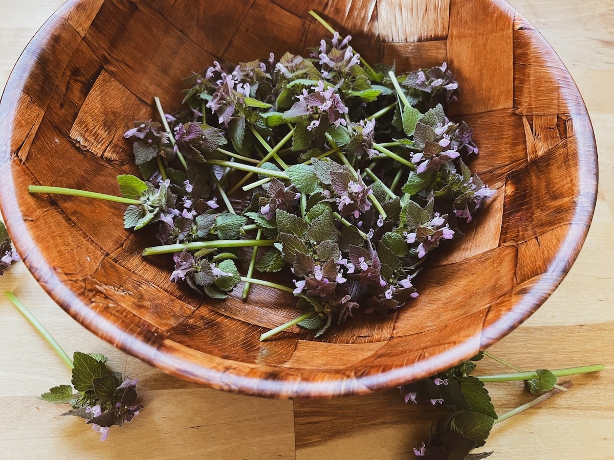 Purple Dead Nettle: Health Benefits and Common Uses - Green Tree Homestead